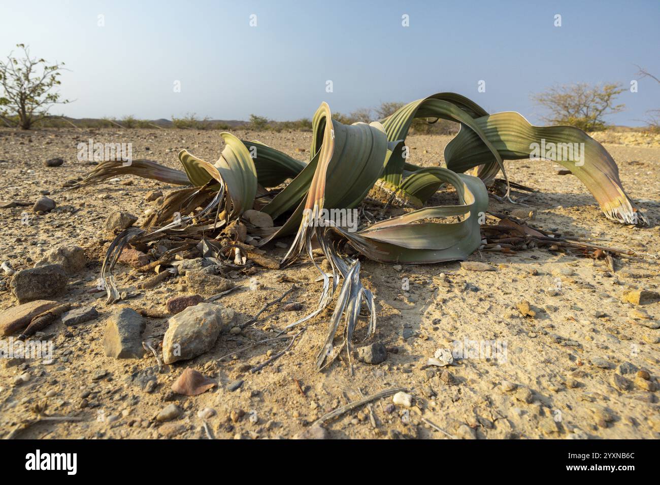 Welwitschias namibia hi-res stock photography and images - Alamy