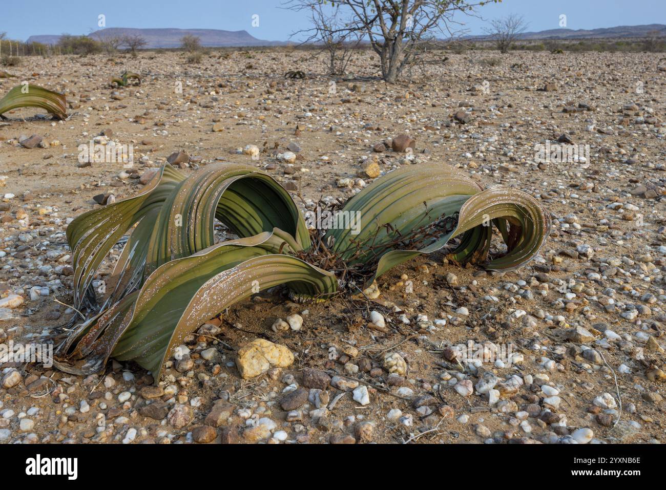 Welwitschia mirabilis, Namibia, Africa Stock Photo - Alamy