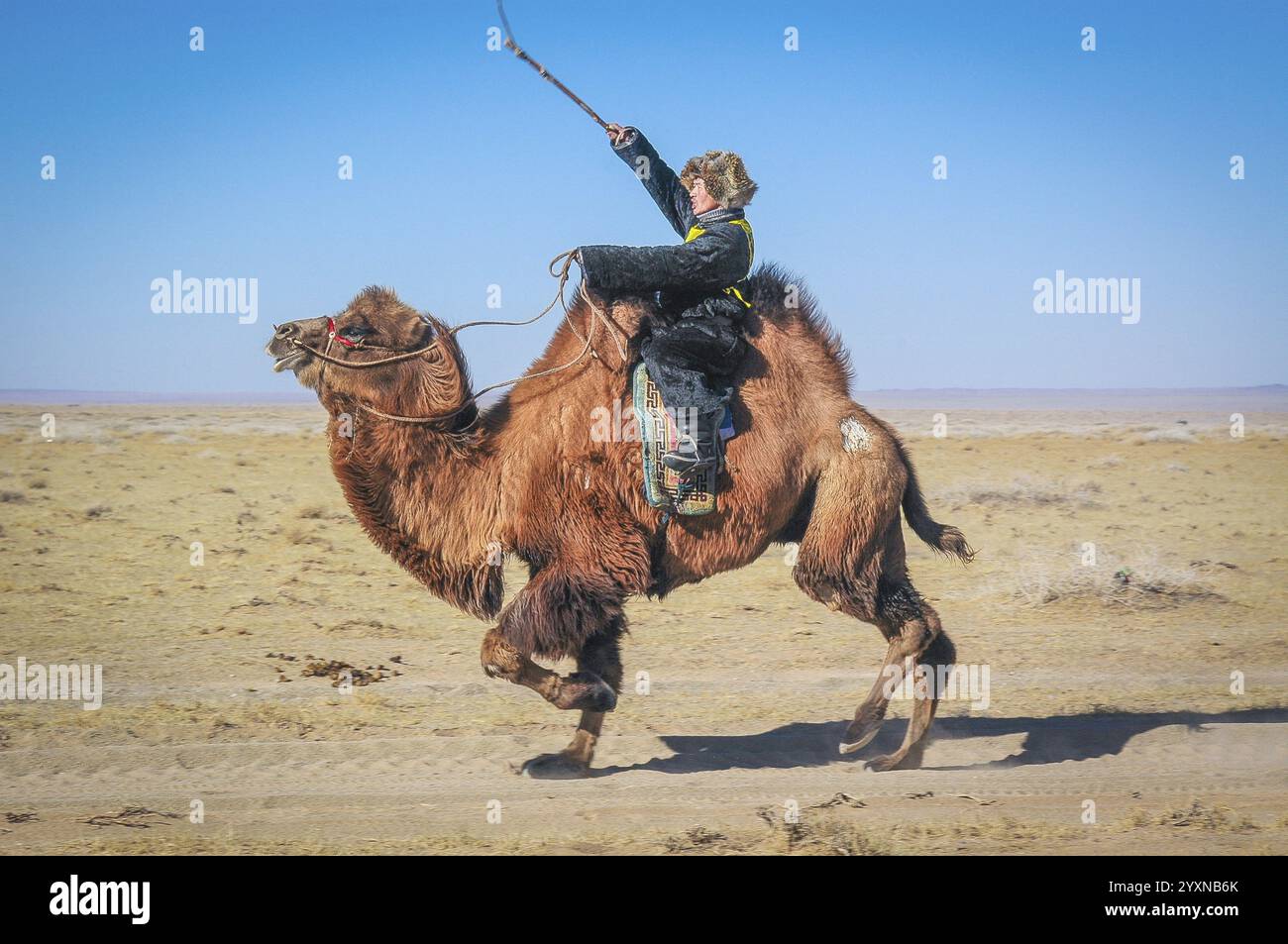 Camel running hi-res stock photography and images - Alamy
