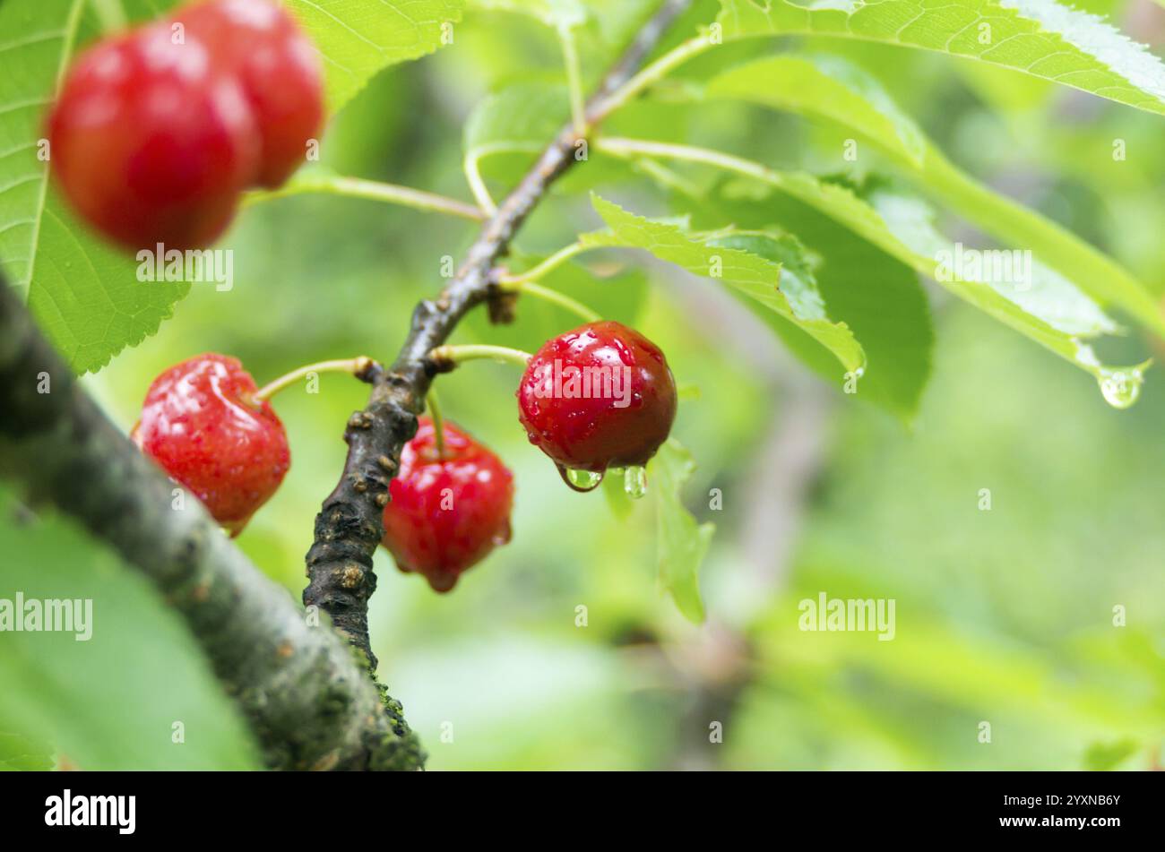 Fresh fruits of red cherry. Red cherries with drops of rain. Green leaf ...