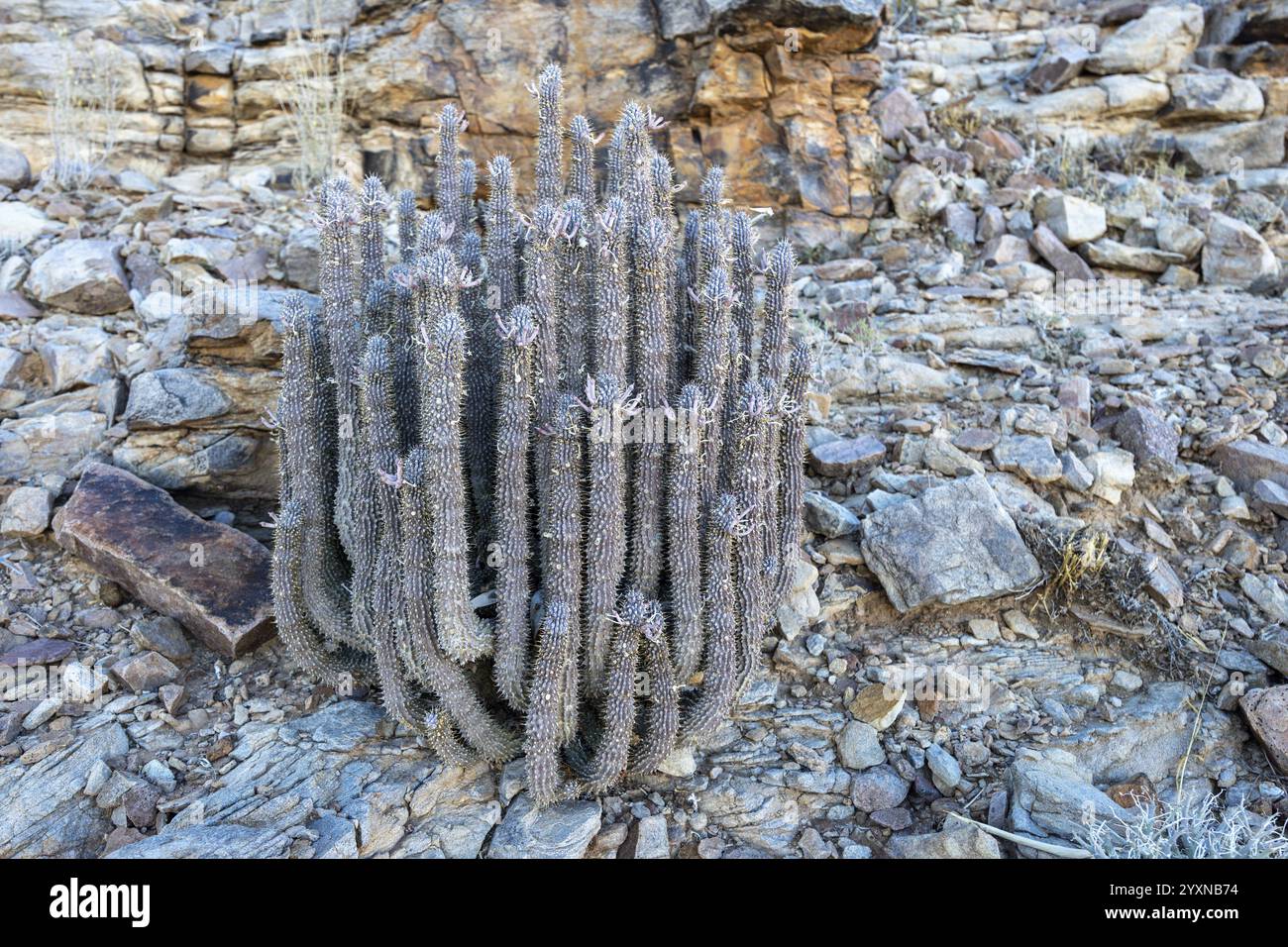 Hoodia gordonii, succulent, Namibia, Africa Stock Photo - Alamy