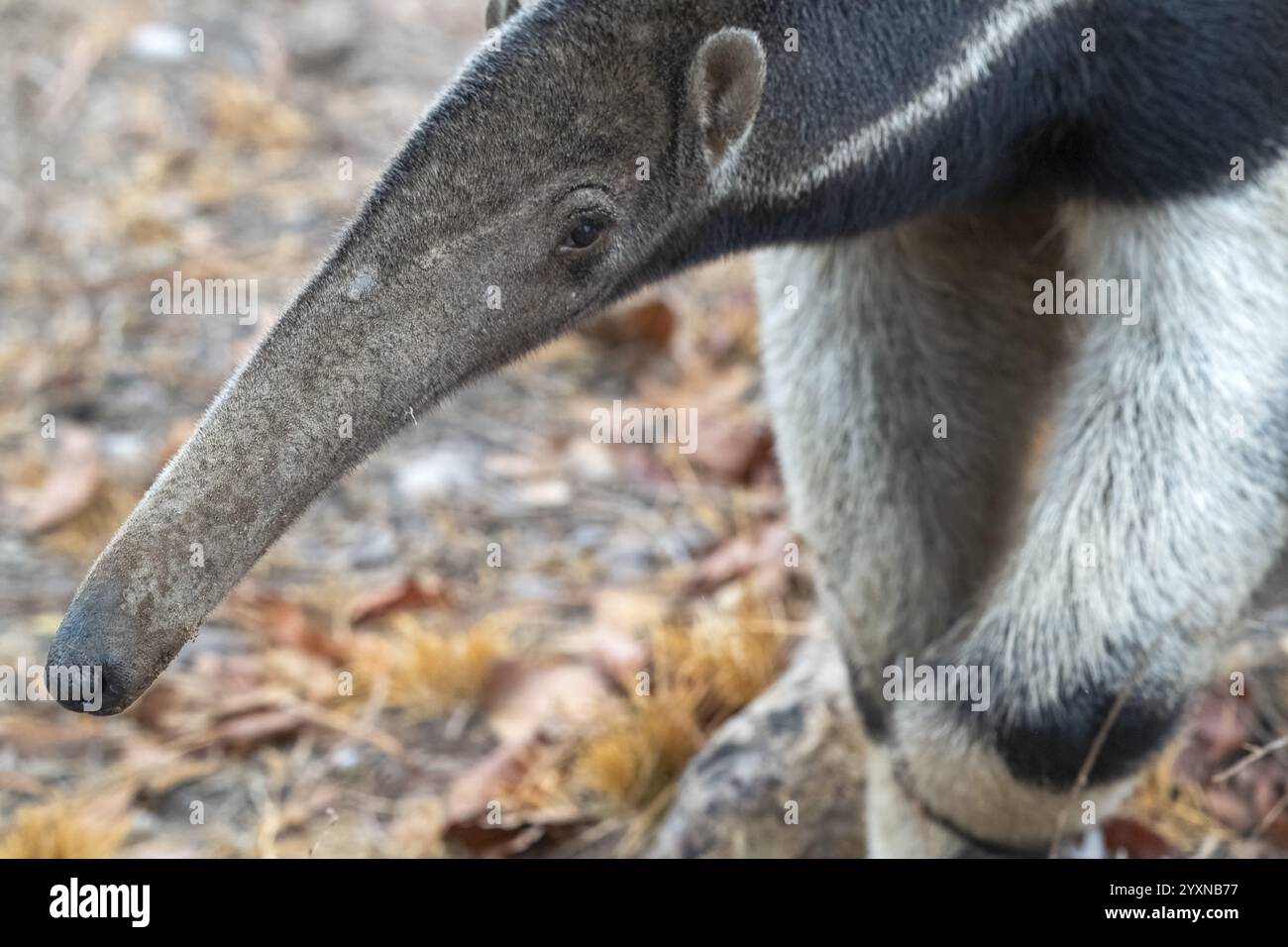 Giant anteater (Myrmecophaga tridactyla), at dusk, in front of sunrise, animal portrait ...