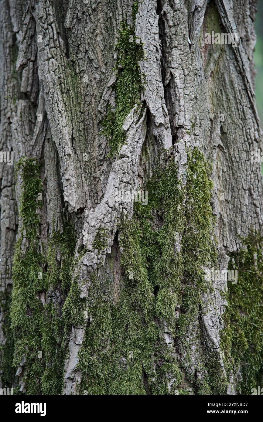bark half covered with moss Stock Photo - Alamy