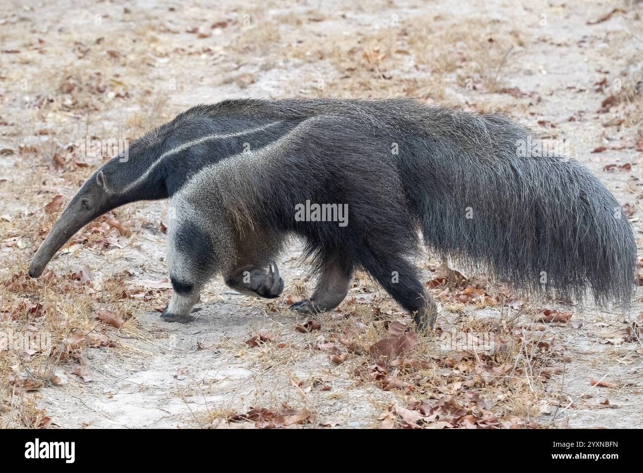 Giant anteater (Myrmecophaga tridactyla), at dusk, in front of sunrise ...