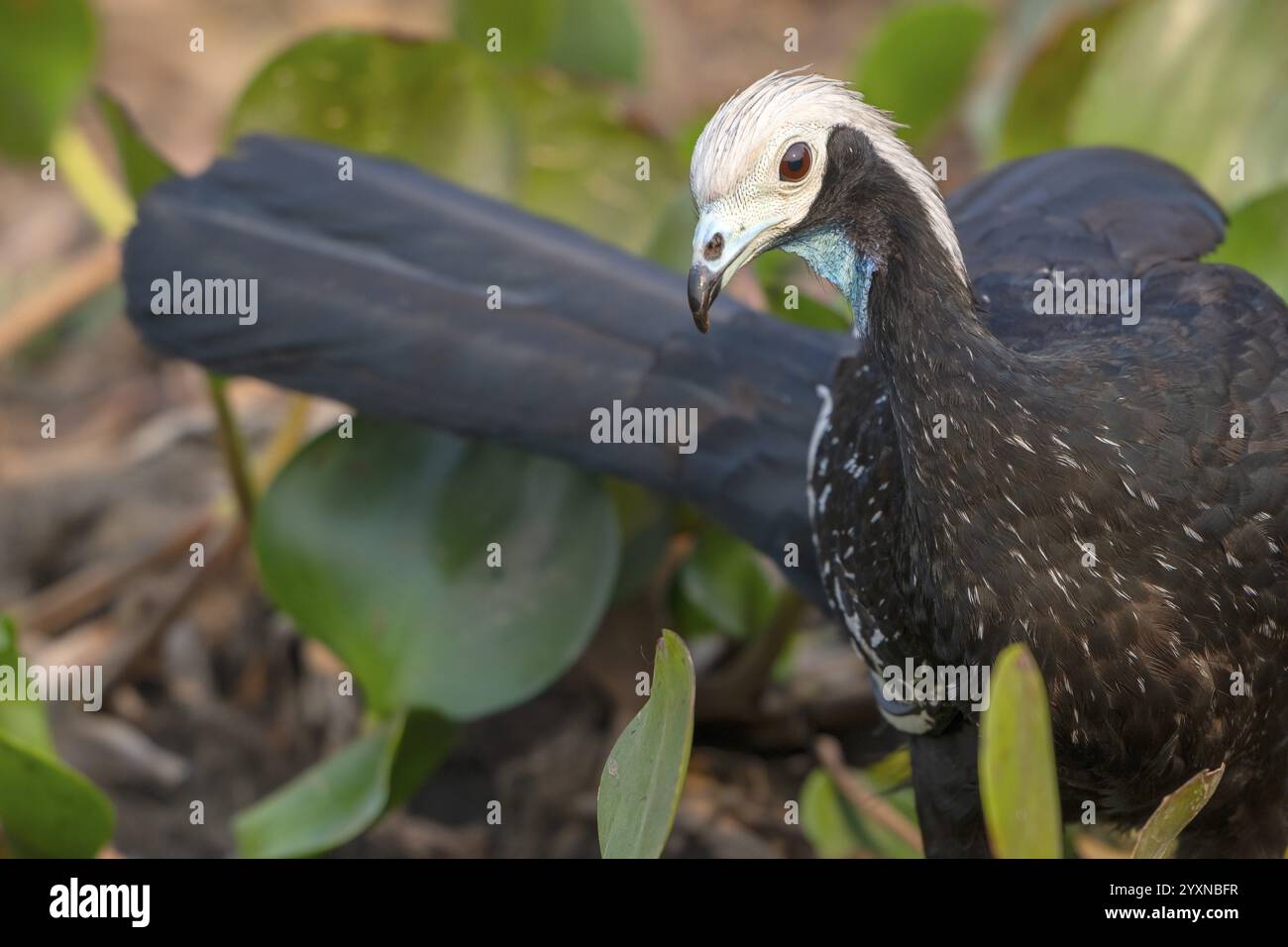 Blue-throated guan (Pipile cumanensis), Pantanal, inland, wetland ...