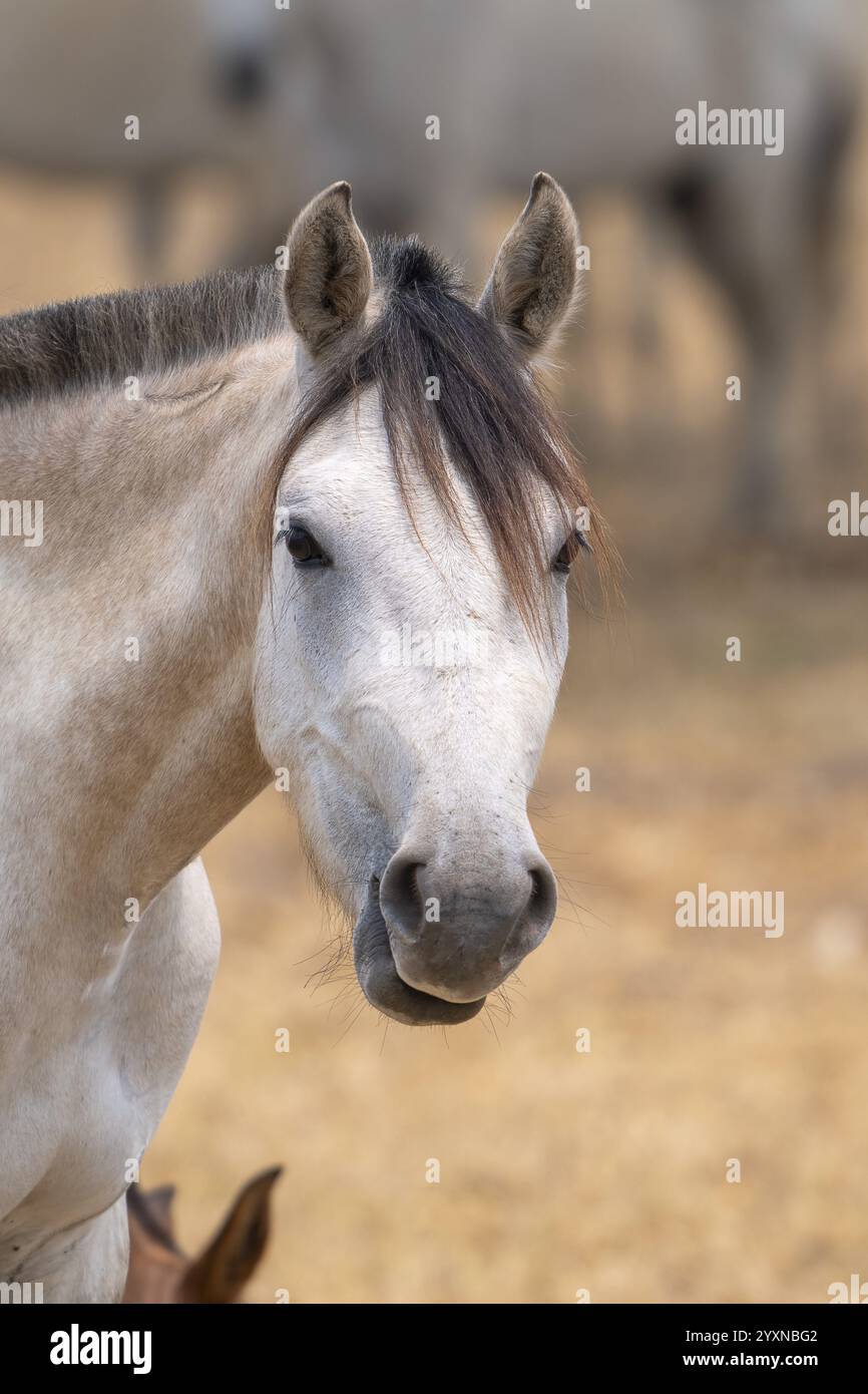 Andalusian horse (Pura Raza Espanola), animal portrait, perfect ...