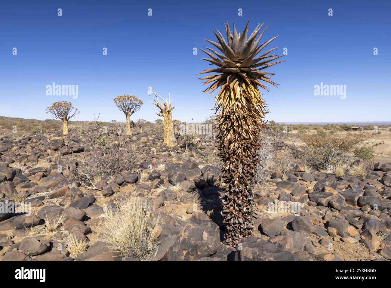 Aloe littoralis, quiver tree, Aloe dichotoma, succulent, tree, Namibia ...