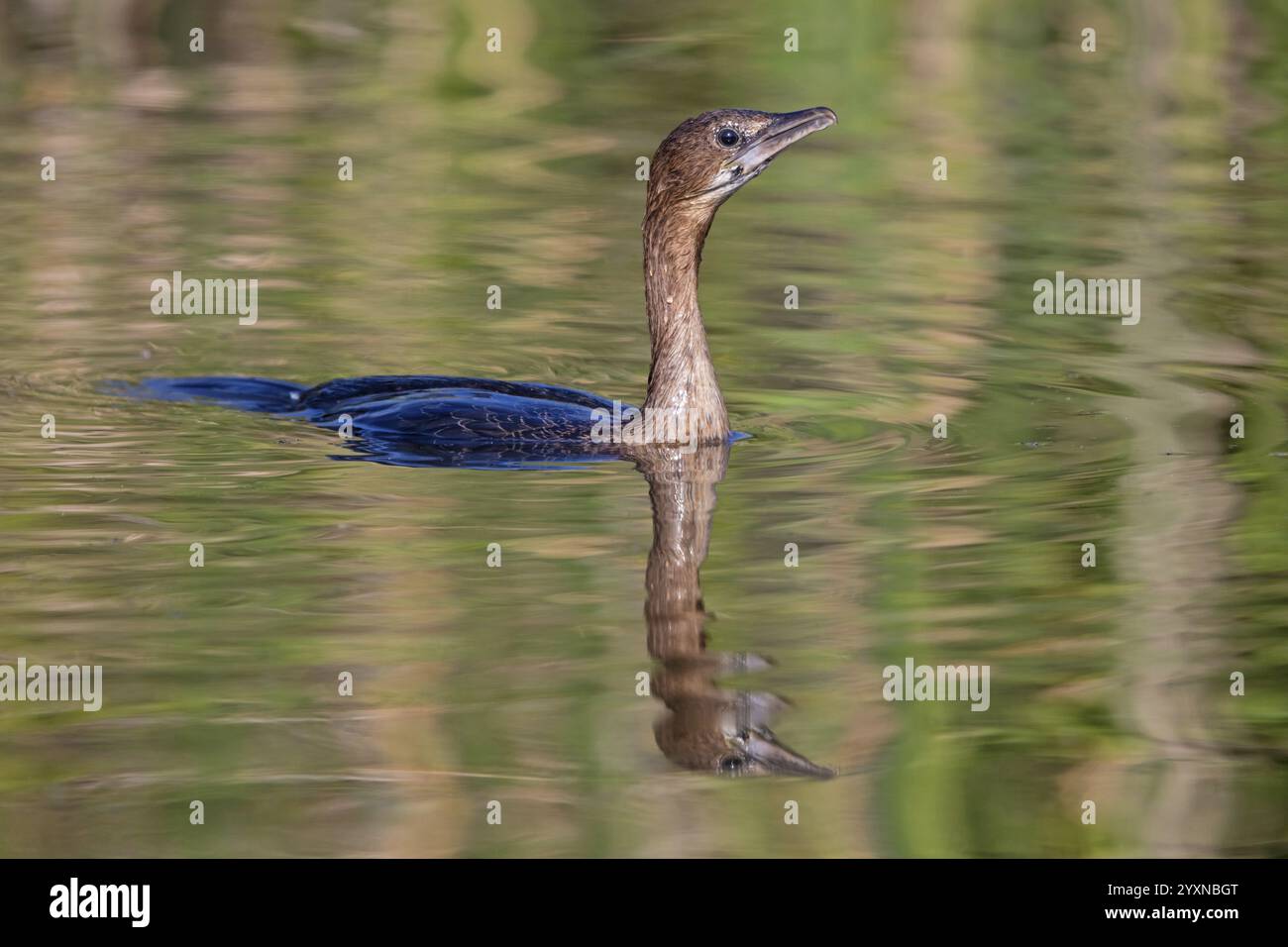 Animals, birds, Pygmy Cormorant, (Phalacrocorax pygmeus), biotope ...