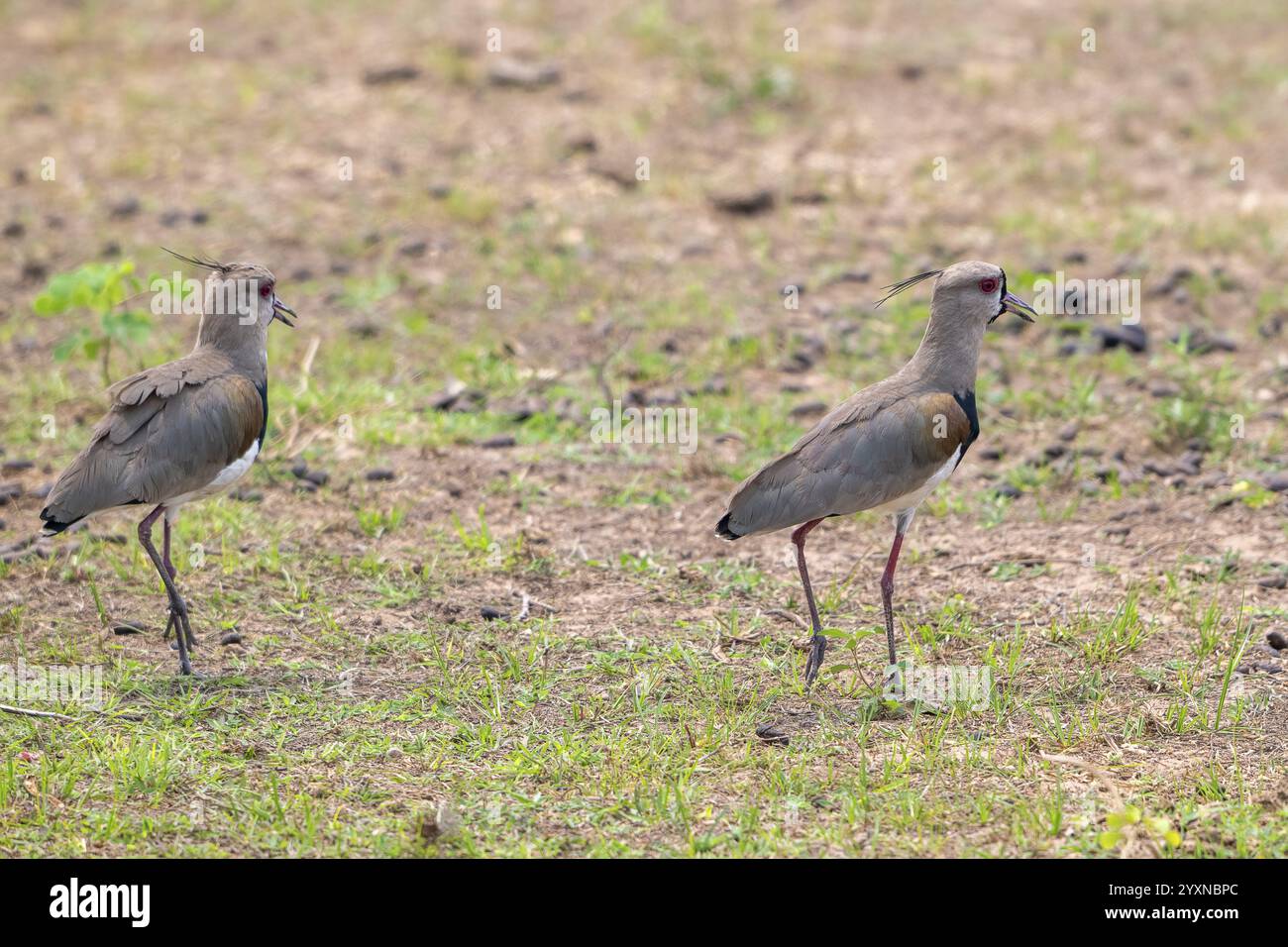 Bronze lapwing (Vanellus chilensis), Pantanal, inland, wetland, UNESCO ...