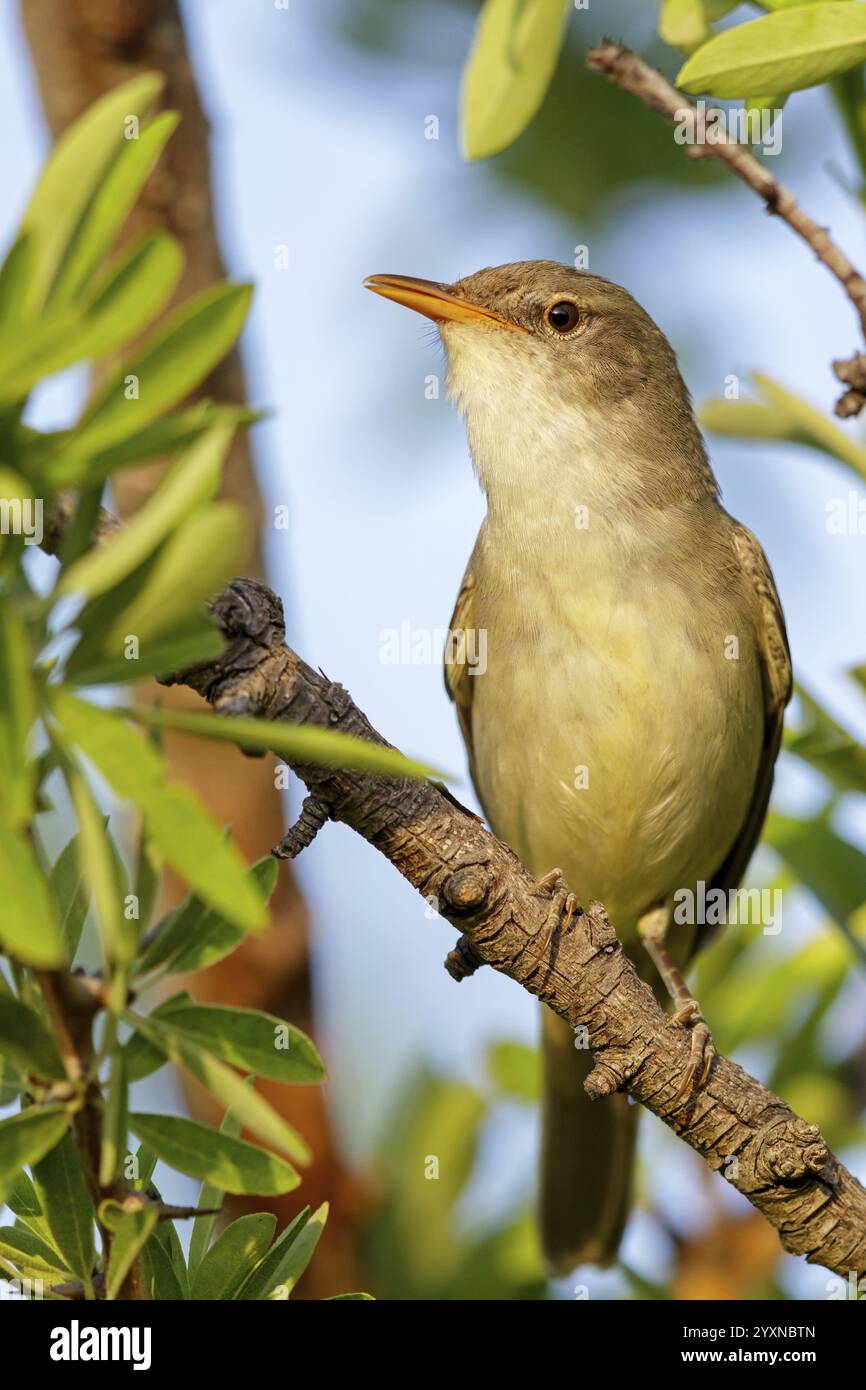 Olive warbler, (Hippolais olivetorum), animal, animals, bird, birds ...