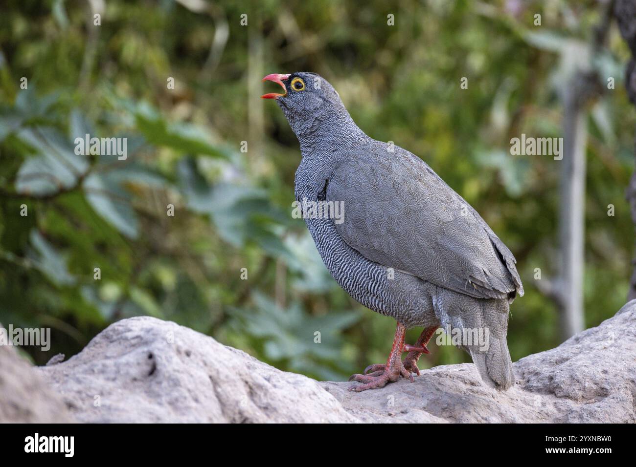 Red billed spurfowl pternistis hi-res stock photography and images - Alamy