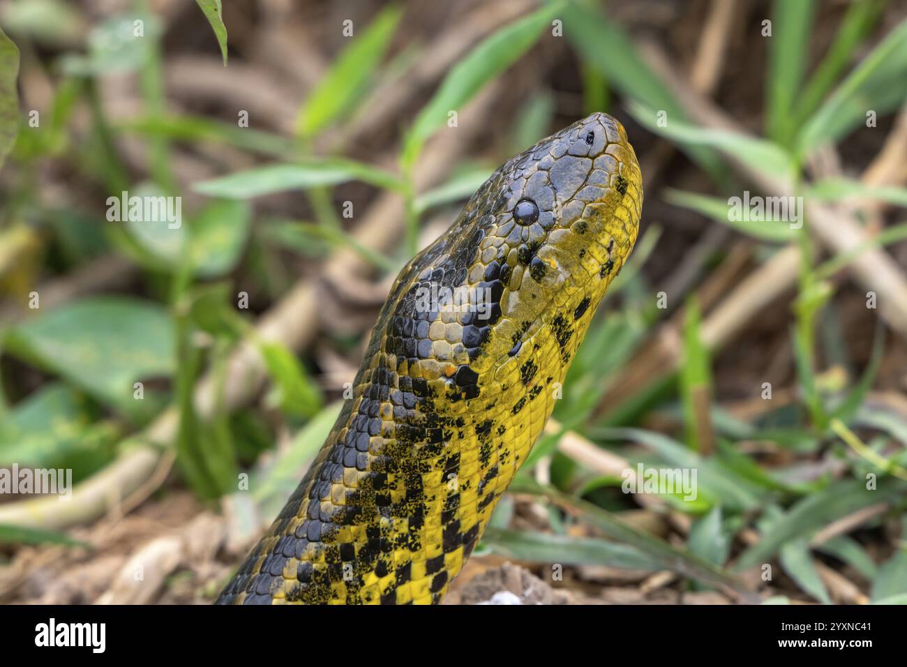 Yellow anaconda (Eunectes notaeus), also known as Paraguay anaconda or ...