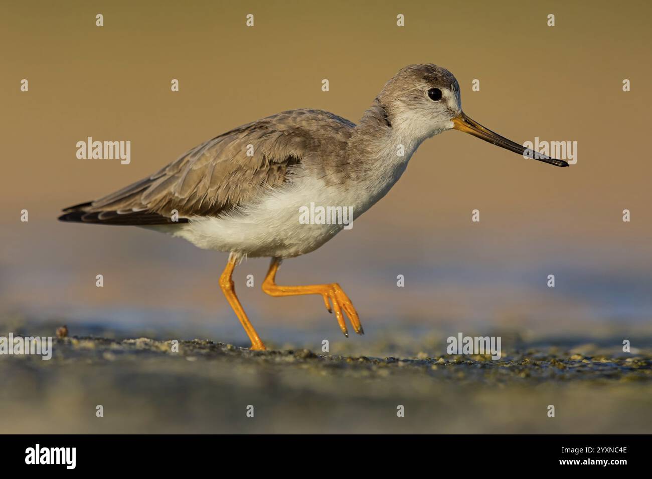Terek sandpiper, (Xenus cinereus), animal, animals, bird, birds, snipe ...