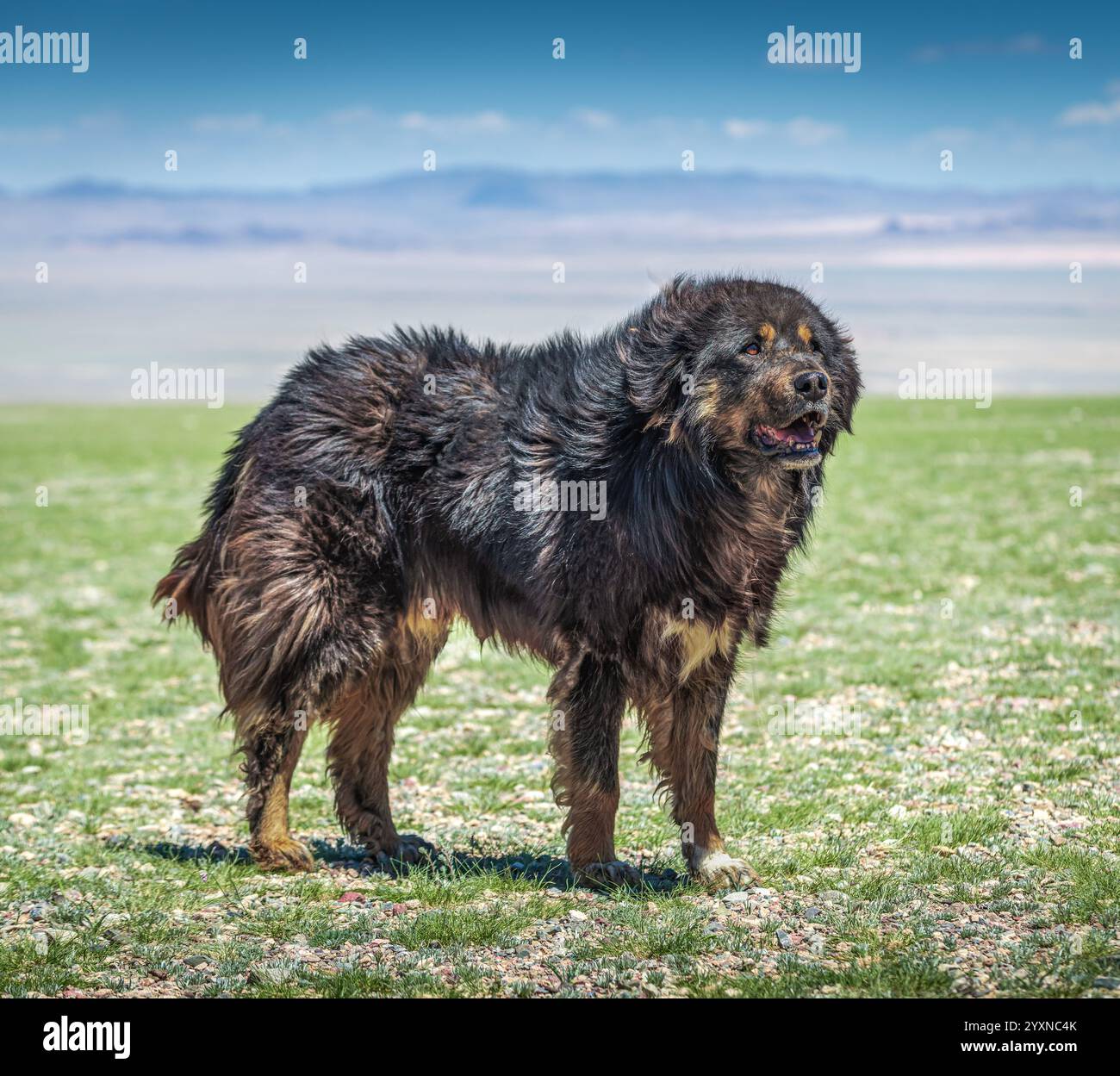 Mongolian dog hi-res stock photography and images - Alamy