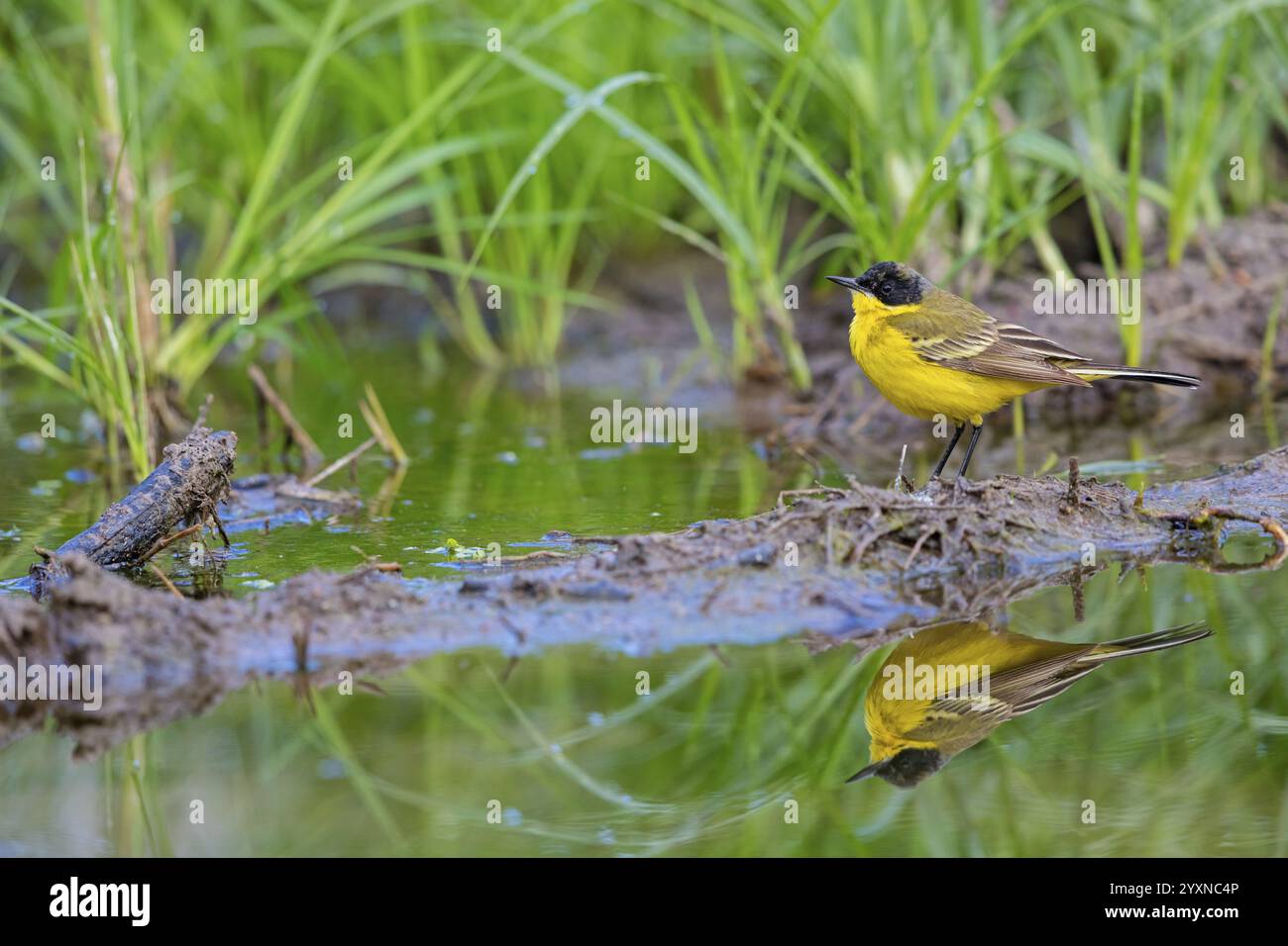 Black-headed Yellow Wagtail, Black-headed Wagtail, Motacilla flava ...