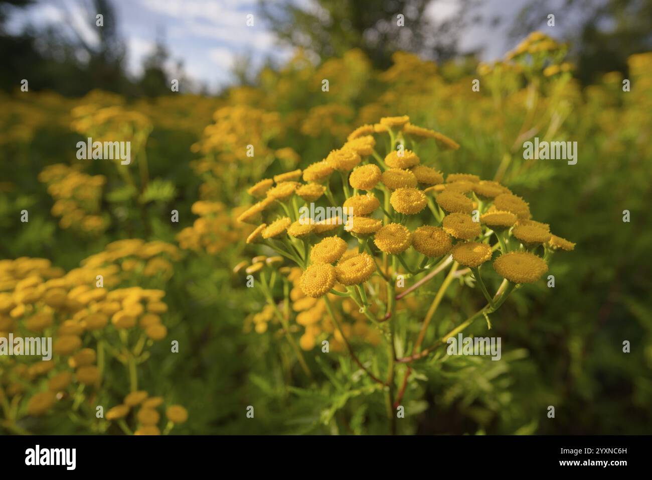 Flowering tansy (Tanacetum vulgare) in the Haller Stadtheide, plant ...