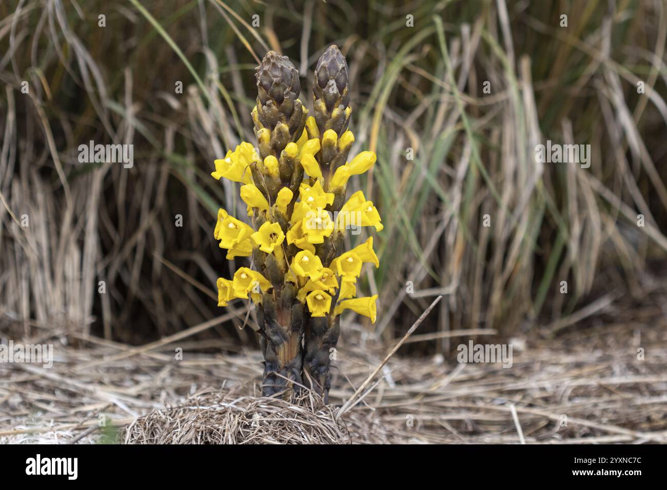 Yellow cistanche, Cistanche phelypaea, flower, growing on the beach ...