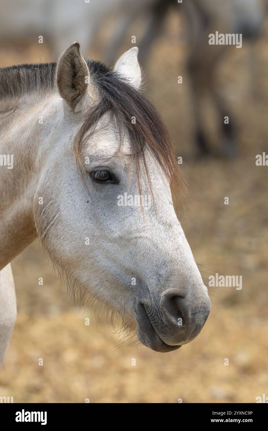 Andalusian horse (Pura Raza Espanola), perfect, animal portrait ...