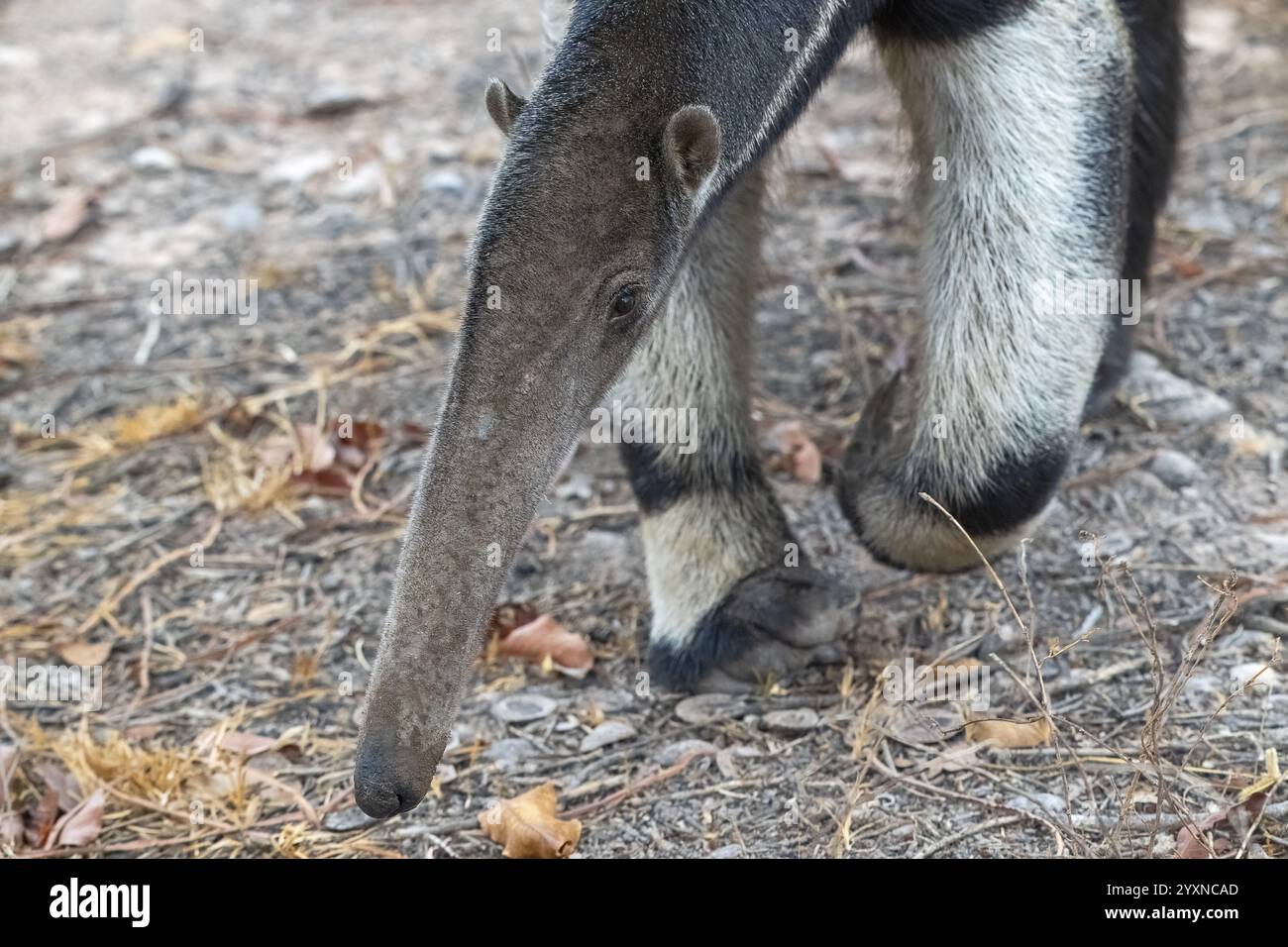 Giant anteater (Myrmecophaga tridactyla), at dusk, in front of sunrise, animal portrait ...