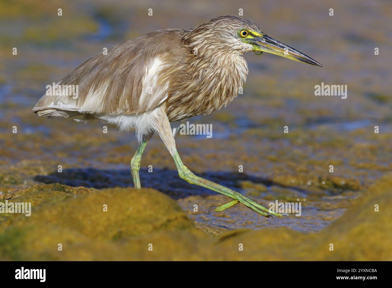 Animal, animals, bird, birds, heron, paddy heron, (Ardeola grayii ...