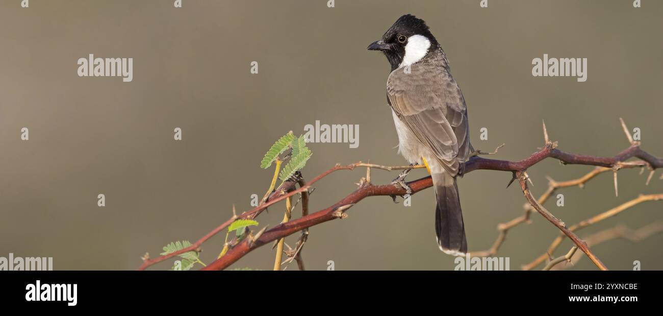 White-eared Bulbul, (Pycnonotus leucotis), animal, animals, bird, birds ...