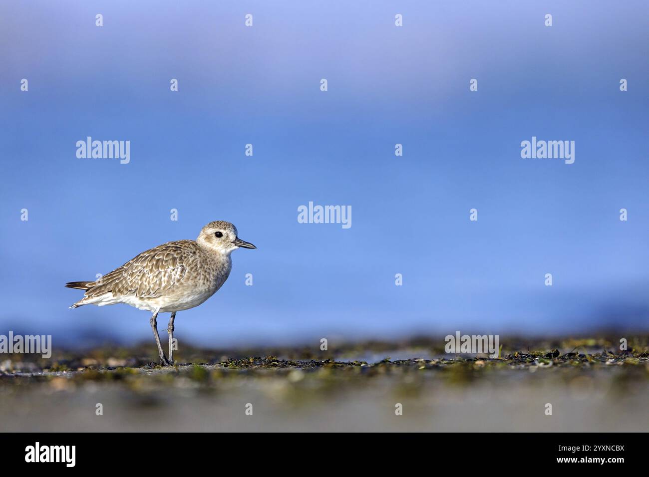 Little Ringed Plover, (Pluvialis squatarola), animal, animals, bird ...
