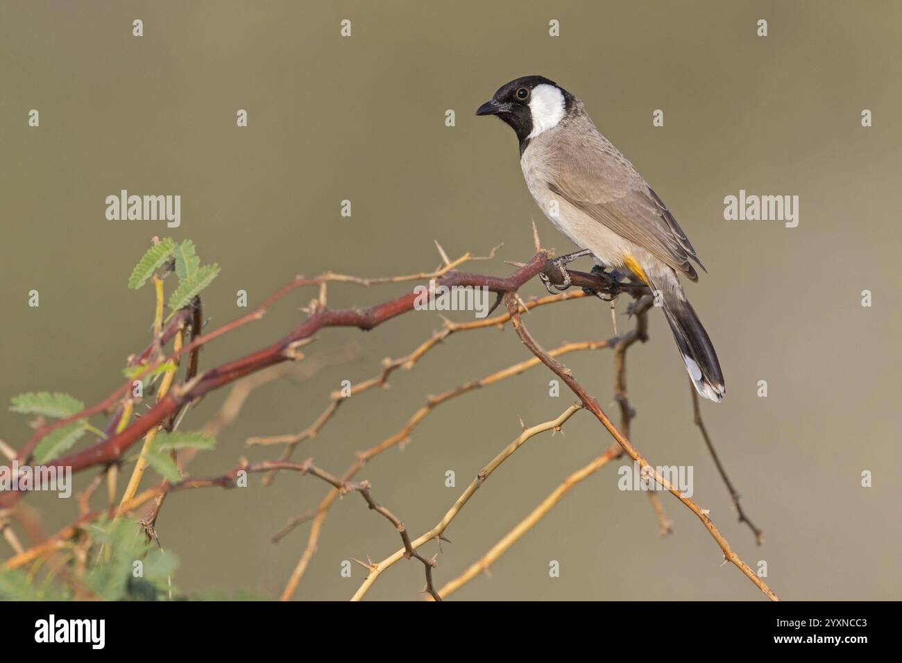 White-eared Bulbul, (Pycnonotus leucotis), animal, animals, bird, birds ...