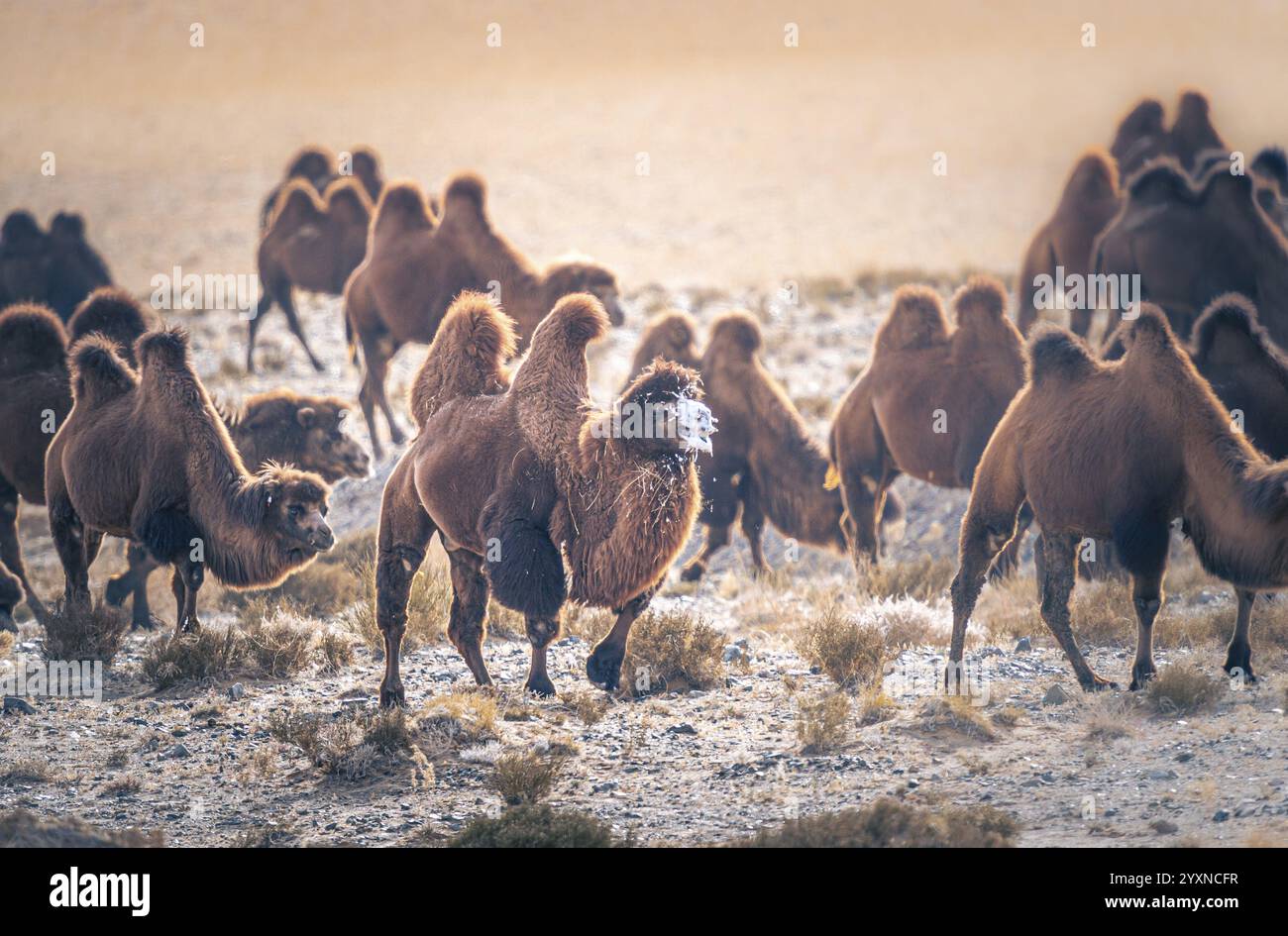 Bull camel in winter Gobi desert Stock Photo - Alamy