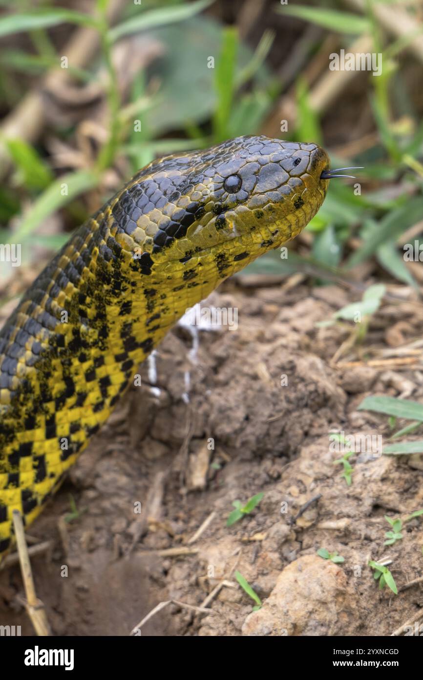 Yellow anaconda (Eunectes notaeus), also known as Paraguay anaconda or ...