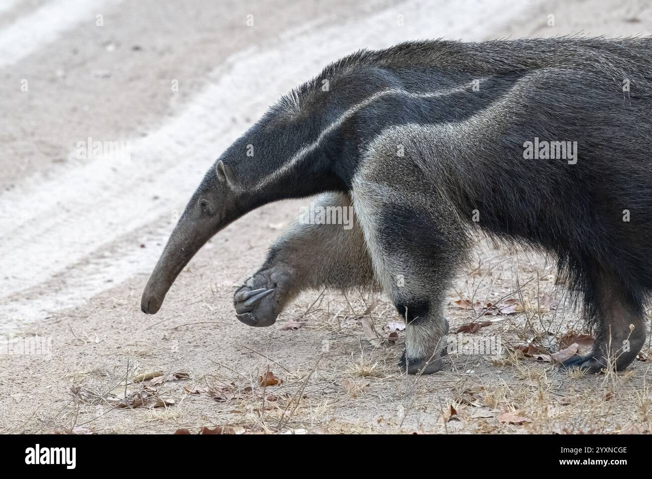 Giant anteater (Myrmecophaga tridactyla), at dusk, in front of sunrise ...