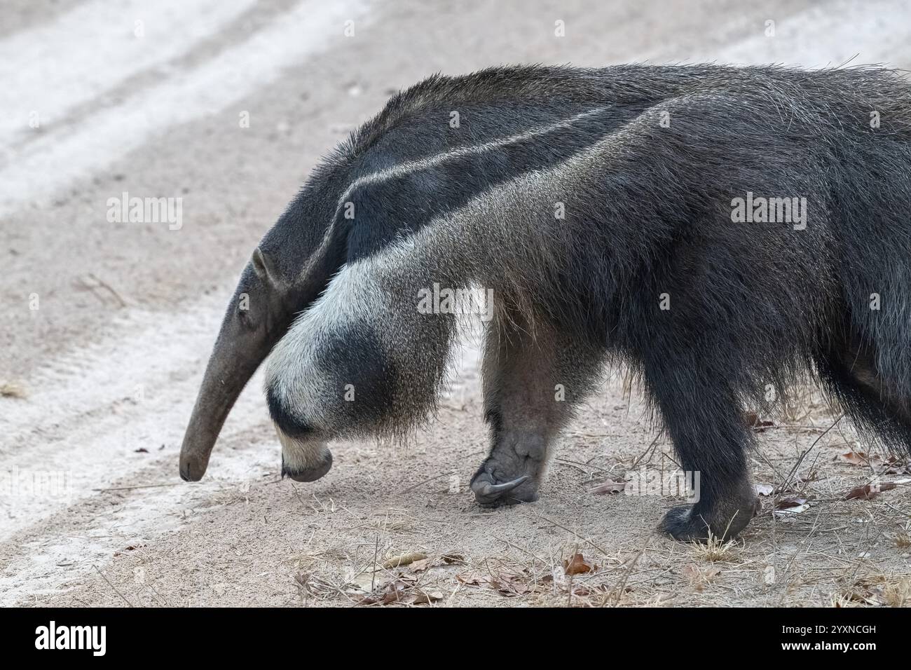 Giant anteater (Myrmecophaga tridactyla), at dusk, in front of sunrise ...