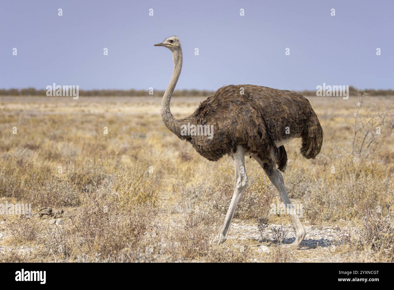 Common ostrich, Struthio camelus, Etosha National Park, Namibia, Africa ...
