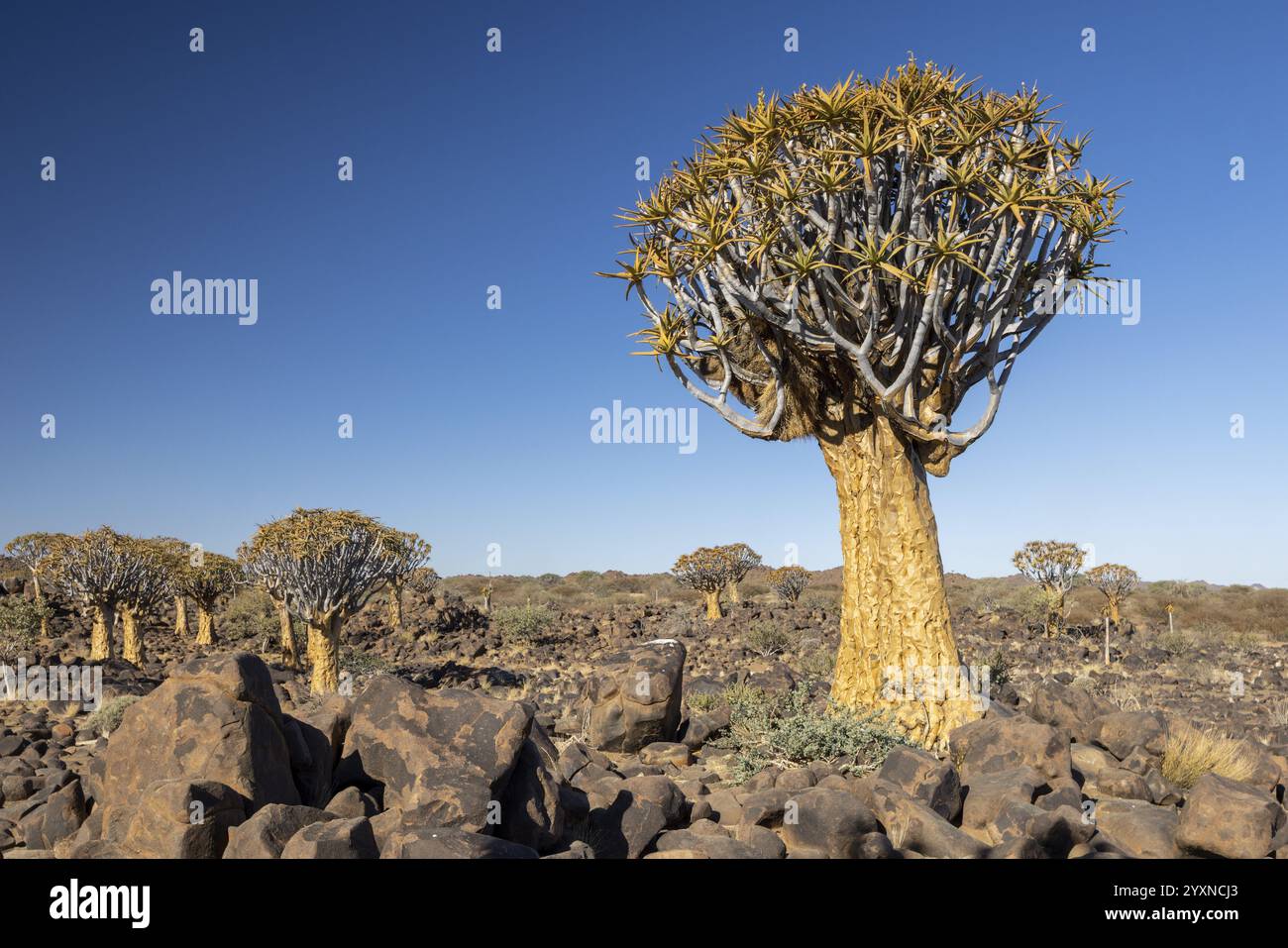 Quiver tree, Aloe dichotoma, succulent, tree, Namibia, Africa Stock ...