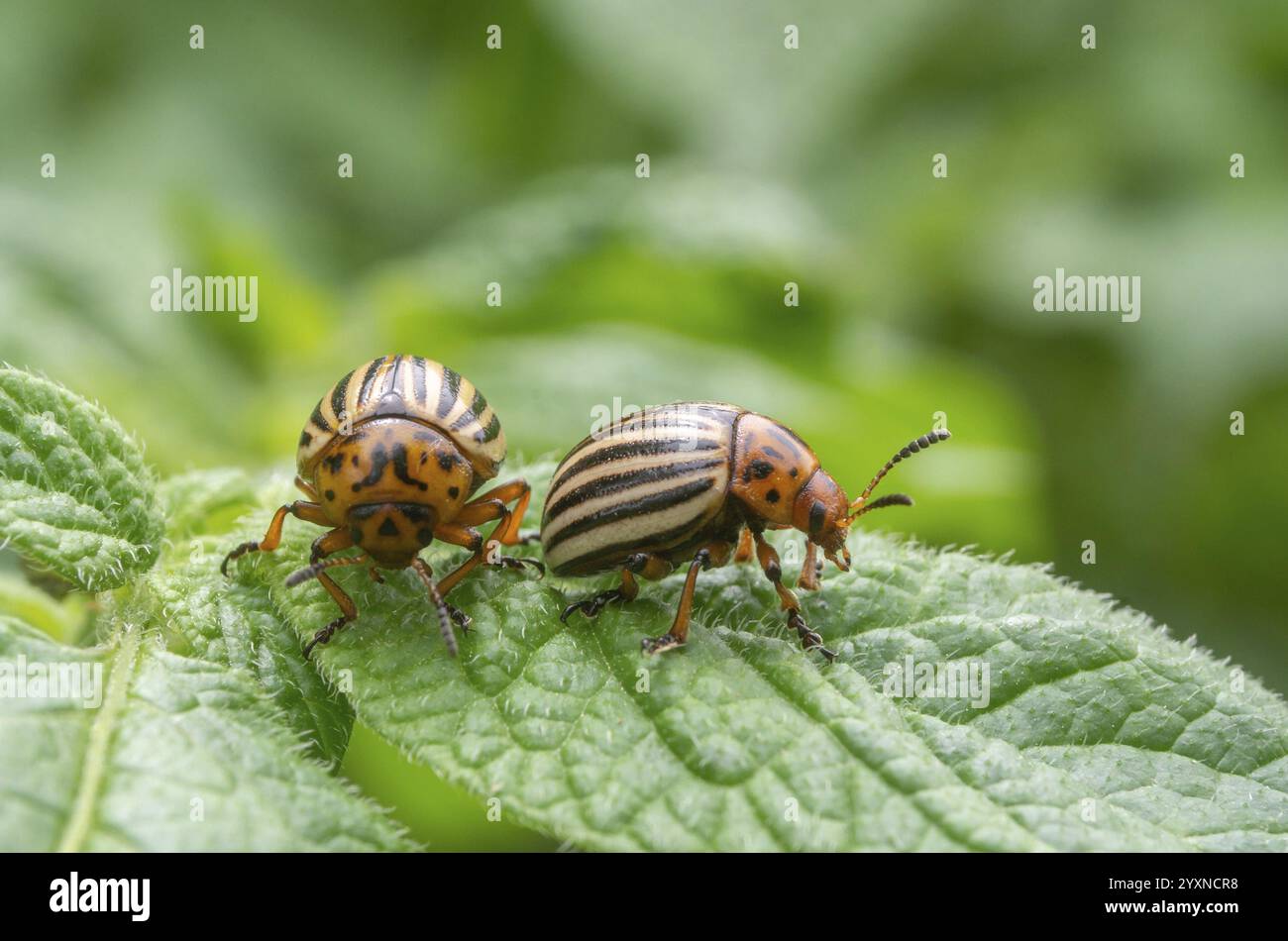 Reproduction of colorado potato beetles in potato leaves.Colorado ...