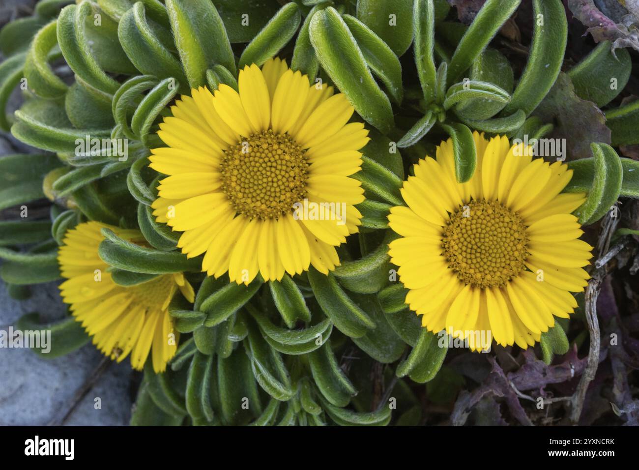 Perennial beach star, Asteriscus maritimus, flower, yellow, Portugal ...