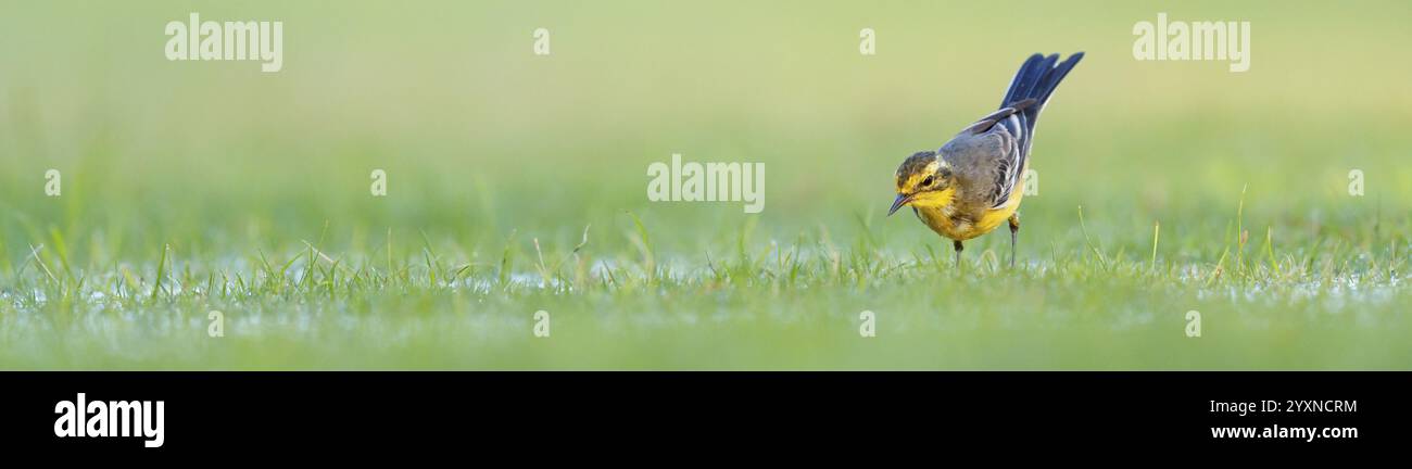 Citrine wagtail, (Motacilla citreola), songbird, family of stilts and ...