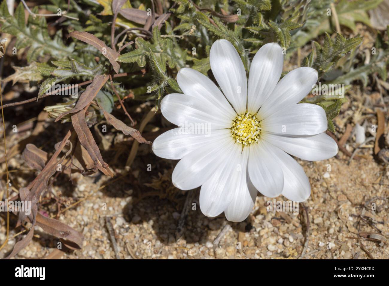 Gazania jurineifolia, flower, white, Namibia, Africa Stock Photo - Alamy