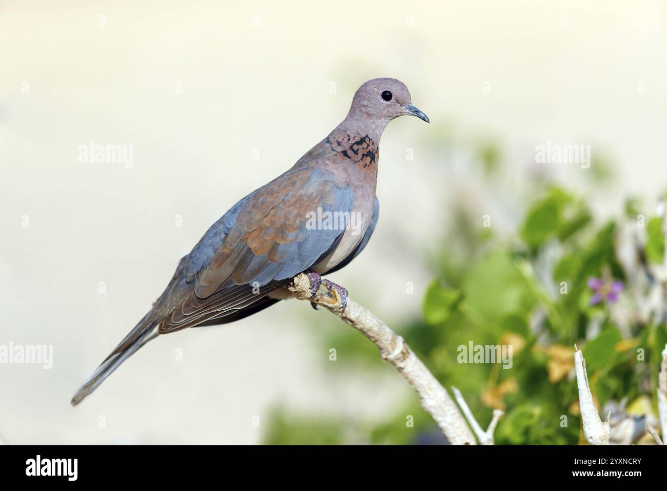 Palm Pigeon, Senegal Pigeon, (Streptopelia senegalensis), Animals ...