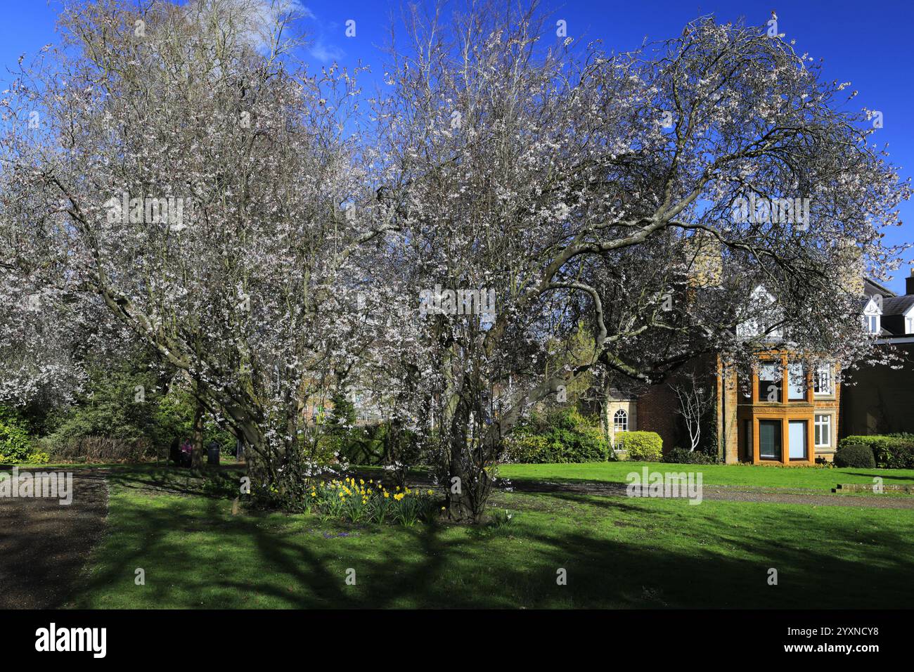 Spring view in Swanspool Gardens, Wellingborough town, Northamptonshire ...