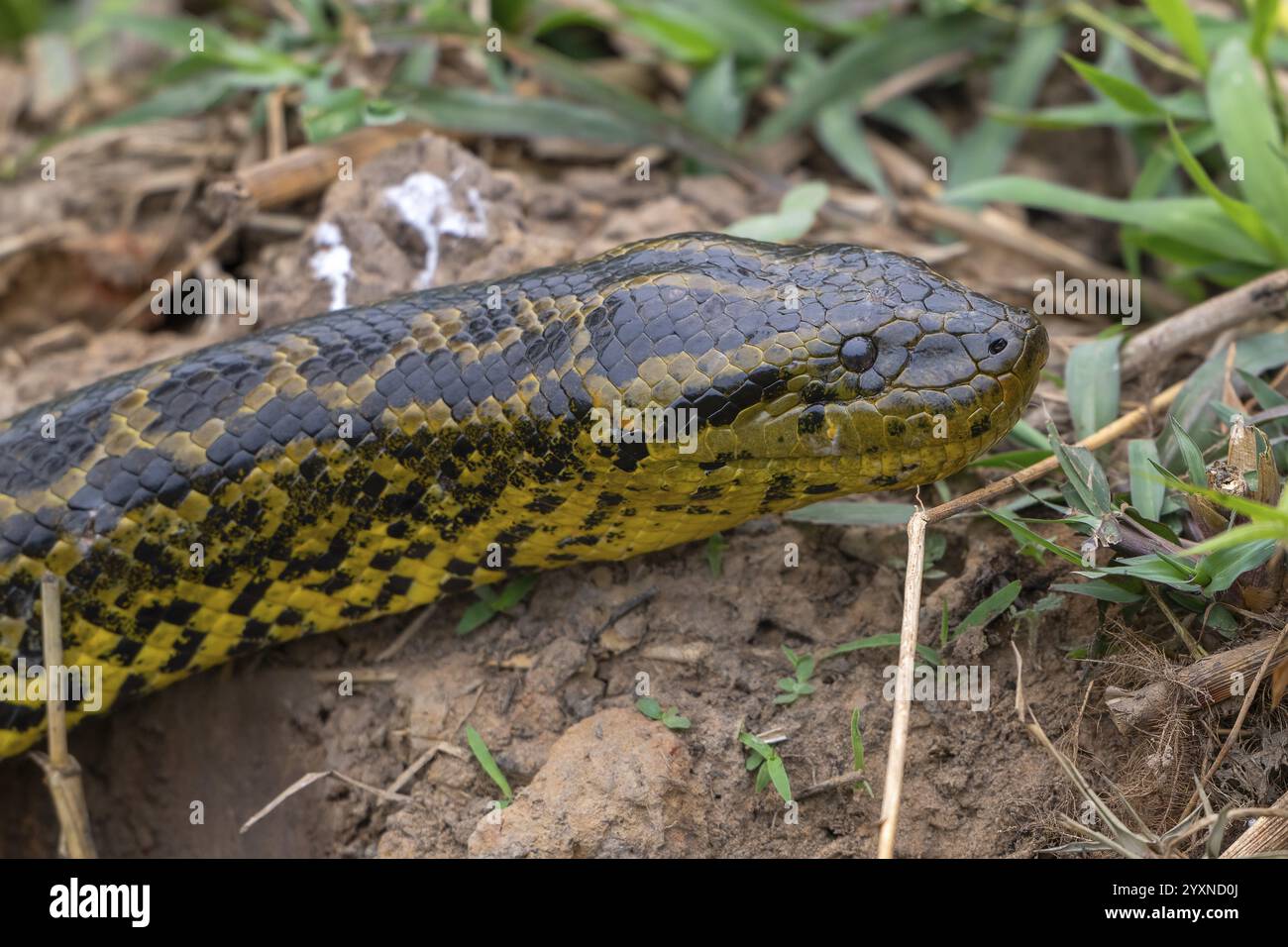 Yellow anaconda (Eunectes notaeus), also known as Paraguay anaconda or ...