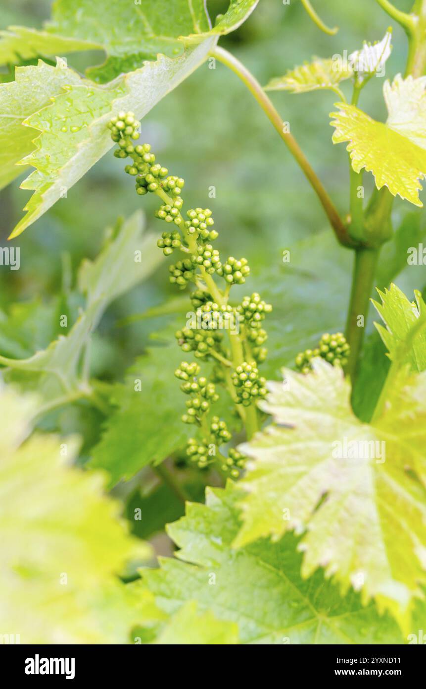 Grape flower buds, baby grapes. Close-up of flowering grape vines ...