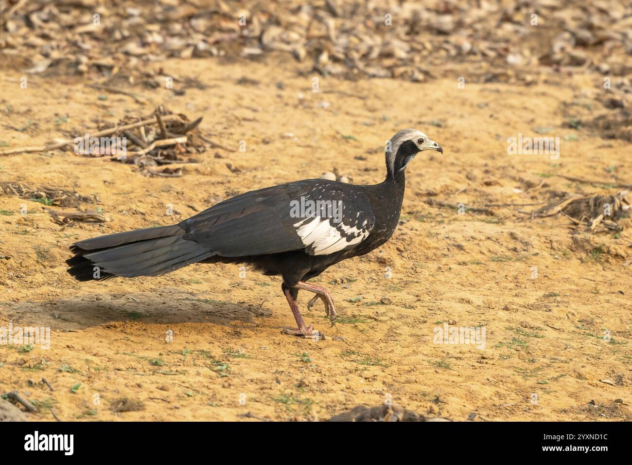 Blue-throated guan (Pipile cumanensis), Pantanal, inland, wetland ...