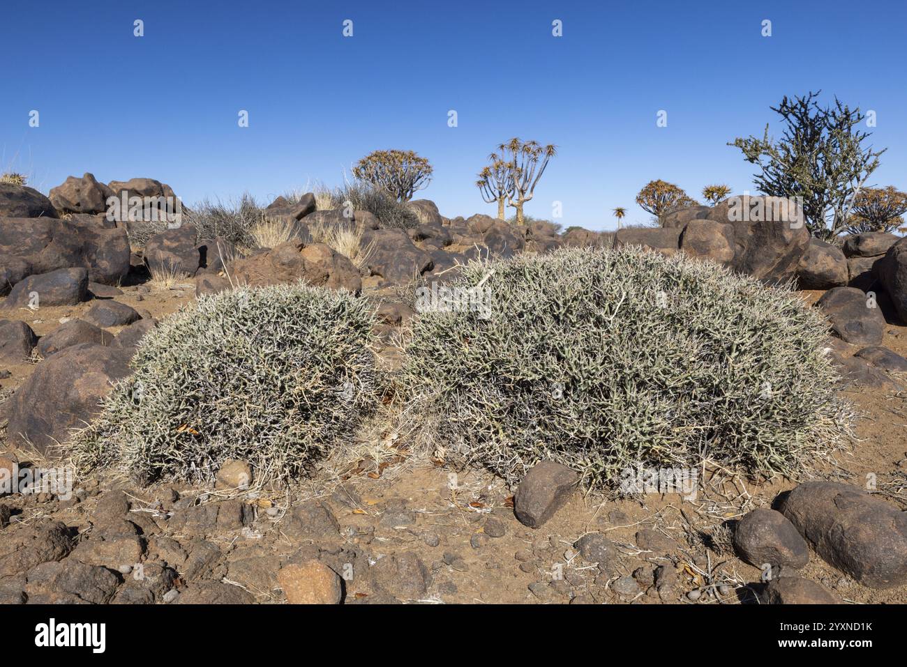 Euphorbia gummifera, succulent, bush, Namibia, Africa Stock Photo - Alamy