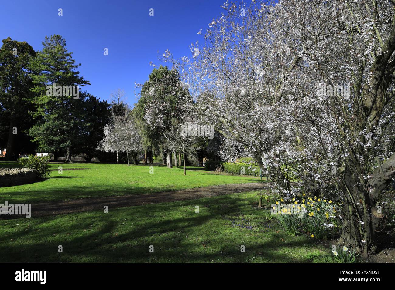 Spring view in Swanspool Gardens, Wellingborough town, Northamptonshire ...
