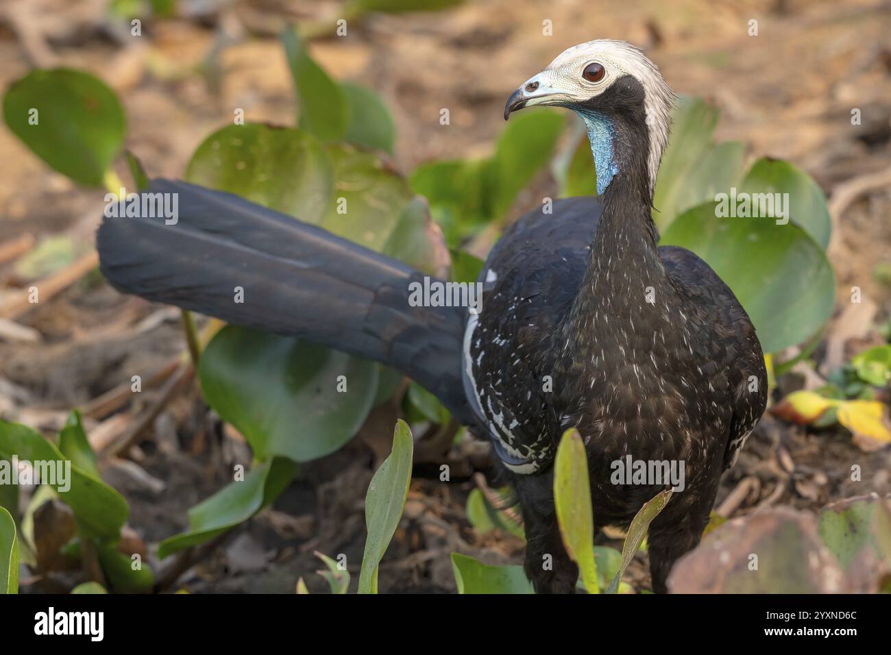 Blue-throated guan (Pipile cumanensis), Pantanal, inland, wetland ...