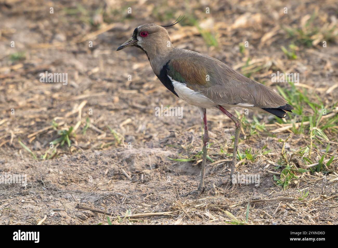 Bronze lapwing (Vanellus chilensis), Pantanal, inland, wetland, UNESCO ...