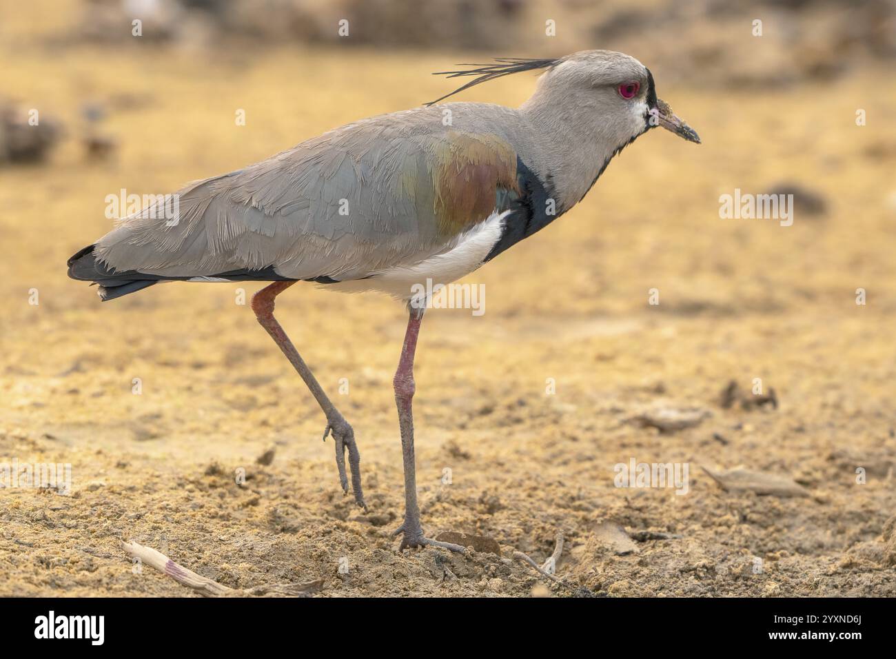 Bronze lapwing (Vanellus chilensis), Pantanal, inland, wetland, UNESCO ...