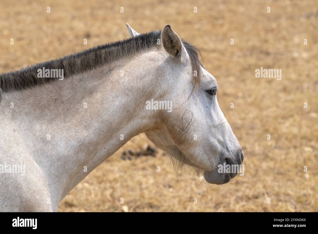 Andalusian horse (Pura Raza Espanola), animal portrait, perfect ...