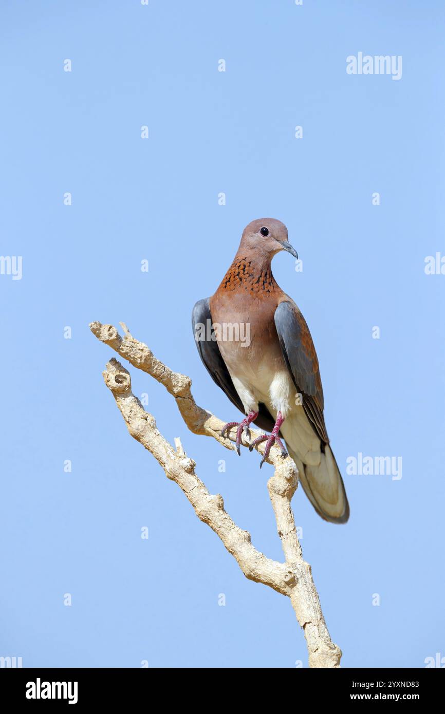 Palm Pigeon, Senegal Pigeon, (Streptopelia senegalensis), Animals ...