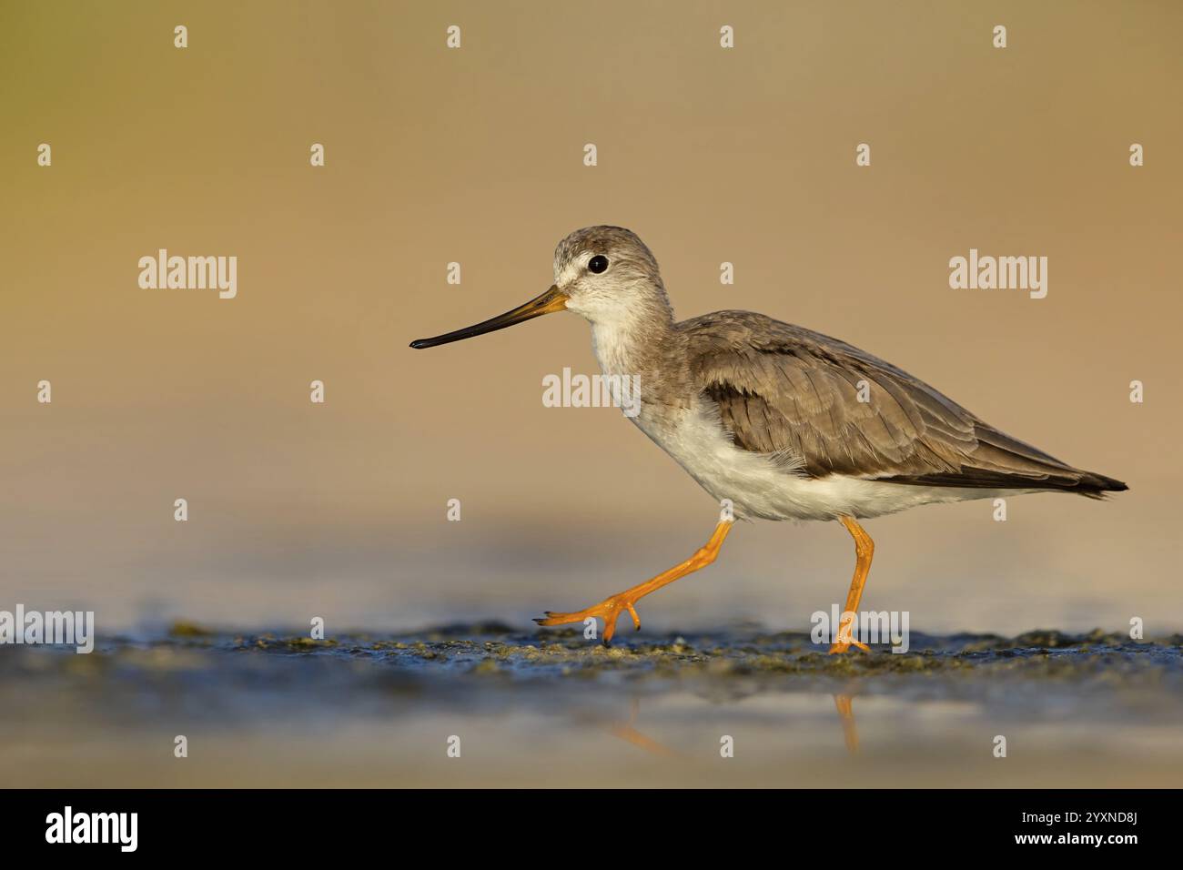 Terek sandpiper, (Xenus cinereus), animal, animals, bird, birds, snipe ...